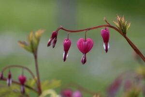 Spring Symbolism: Your Guide to Blossoming