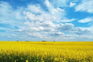 What Color Represents Hope? (Discover the Top 2 Hues)